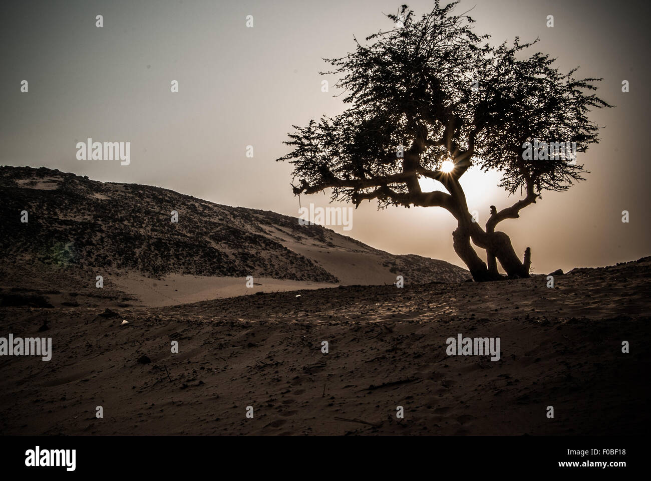 Olive tree silhouette in sahara desert, Egypt Stock Photo - Alamy
