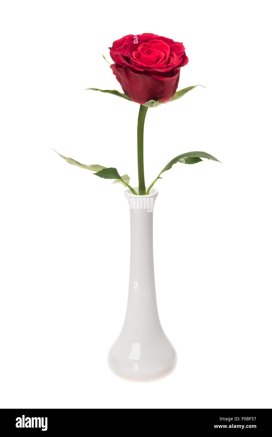 Single Red Rose In Vase Single Red Rose In Vase