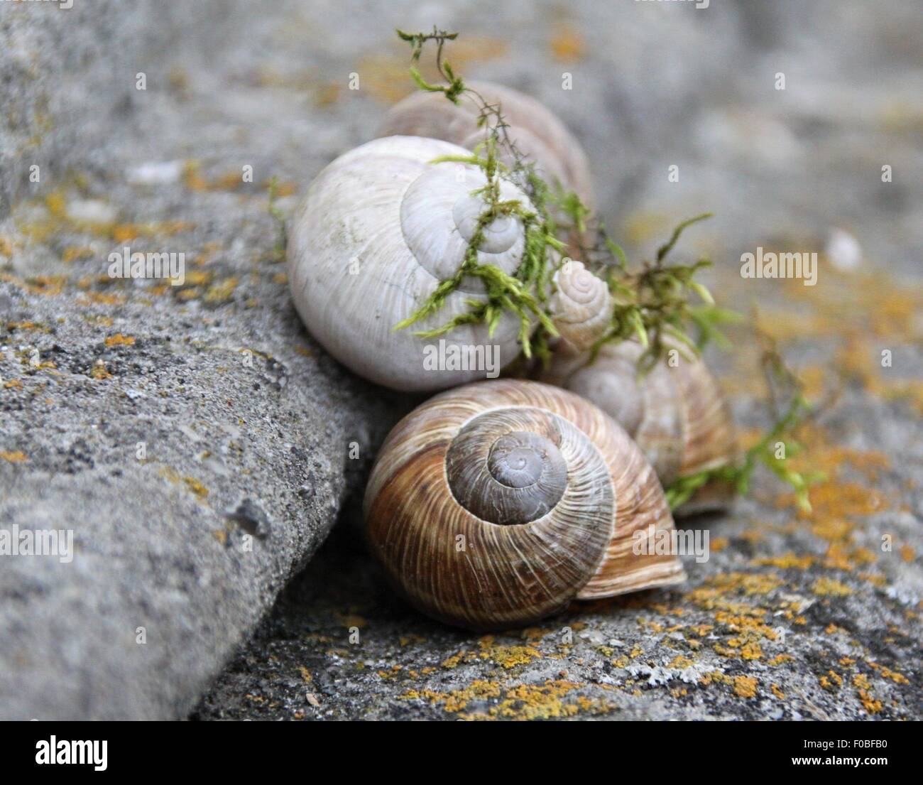 Snail stairs hi-res stock photography and images - Alamy