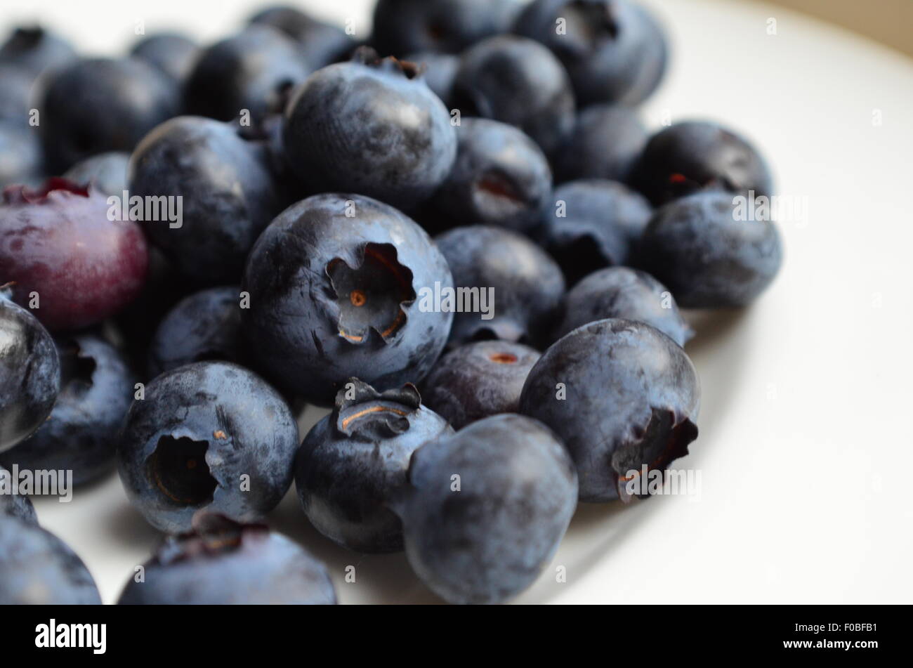 The Blueberry ripe berries, fruit, bush, blue, close up, studio Stock ...