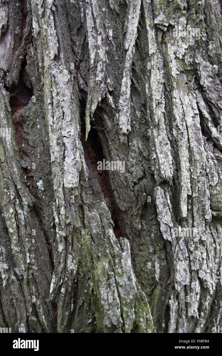 background of tree bark texture with green moss Stock Photo - Alamy