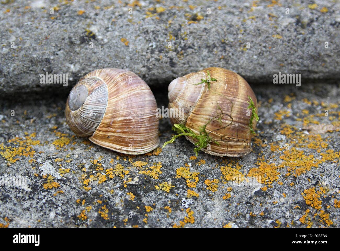 two snails on the stairs with yellow and green moss Stock Photo - Alamy