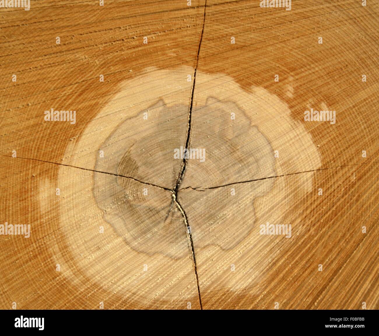 The slice of wood timber,natural wood background Stock Photo - Alamy