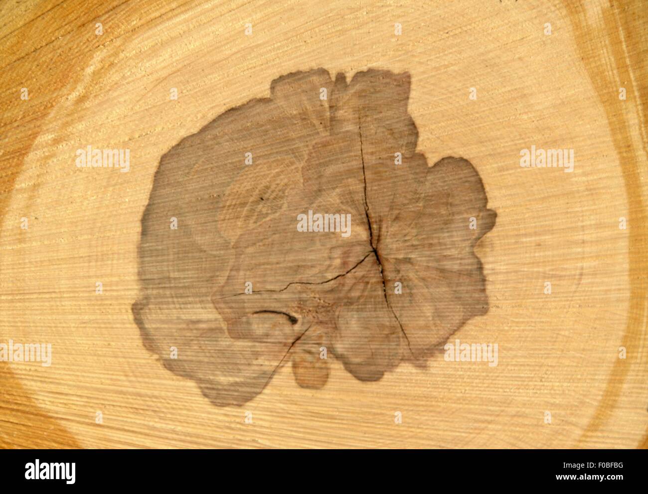 The slice of wood timber,natural wood background Stock Photo - Alamy