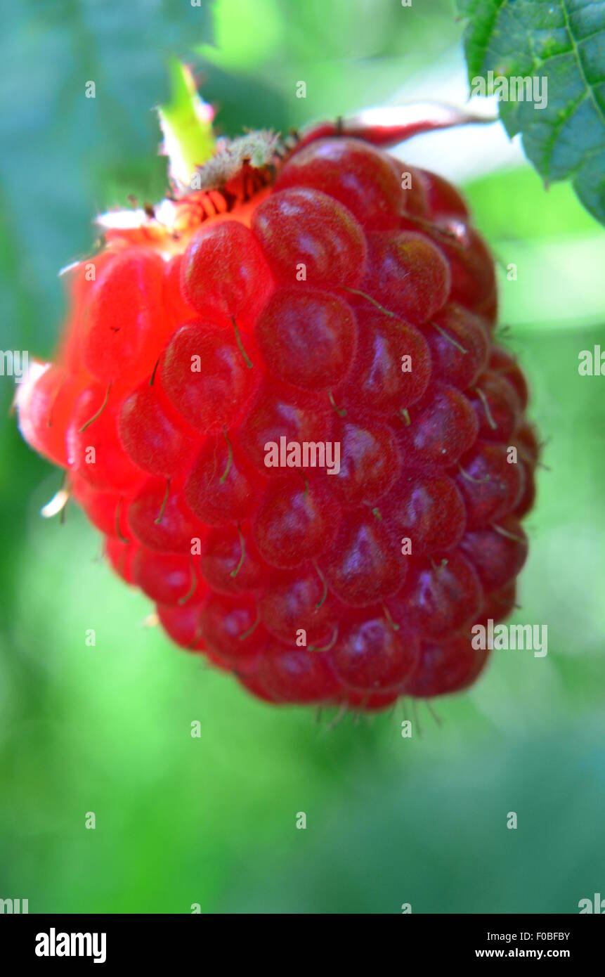 The Raspberry ripe berries, fruit, bush, red, close up Stock Photo - Alamy