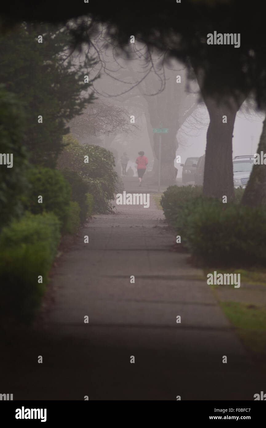 Early morning in fog with sidewalk and green shrubs and trees with ...