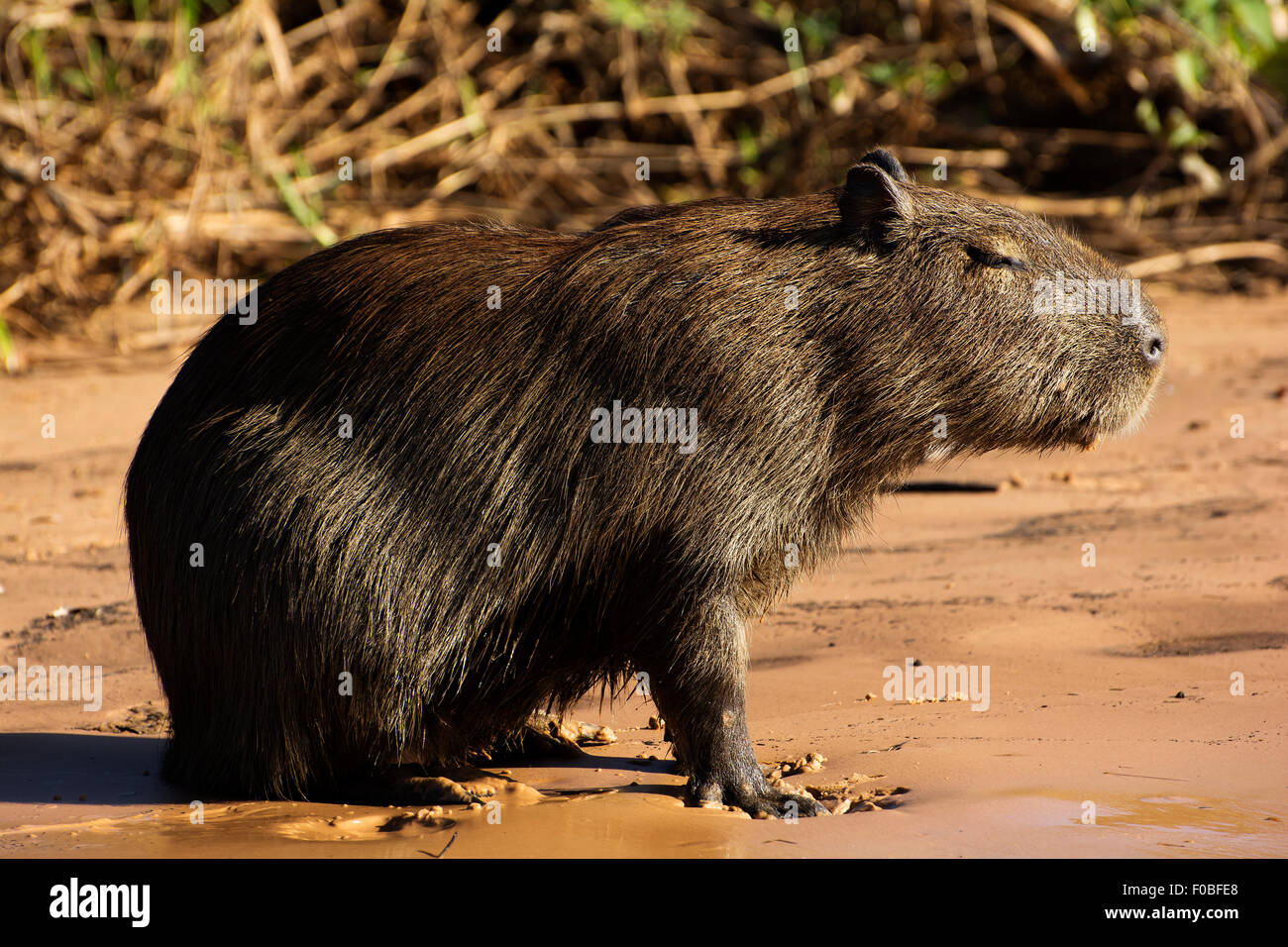 Capybara is the largest rodent in the world and abound in the rivers ...