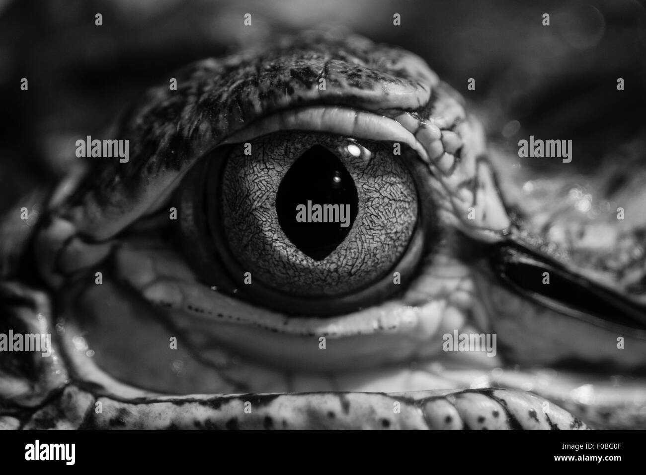 Close-up of alligator's eye at Reptile zoo Stock Photo - Alamy