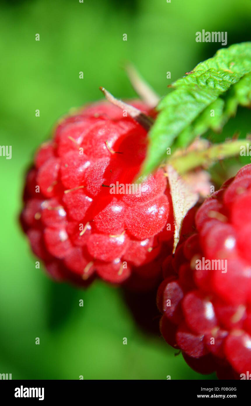 The Raspberry ripe berries, fruit, bush, red, close up Stock Photo - Alamy