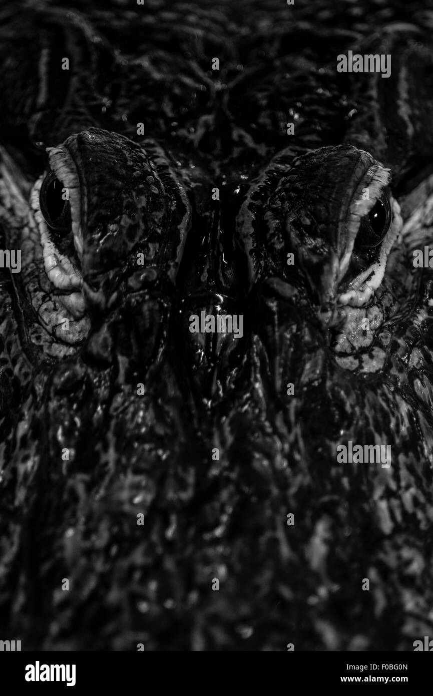 Close-up of alligator's eye at Reptile zoo Stock Photo - Alamy