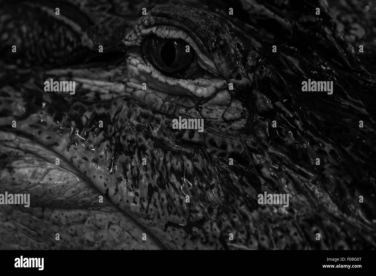 Close-up of alligator's eye at Reptile zoo Stock Photo - Alamy