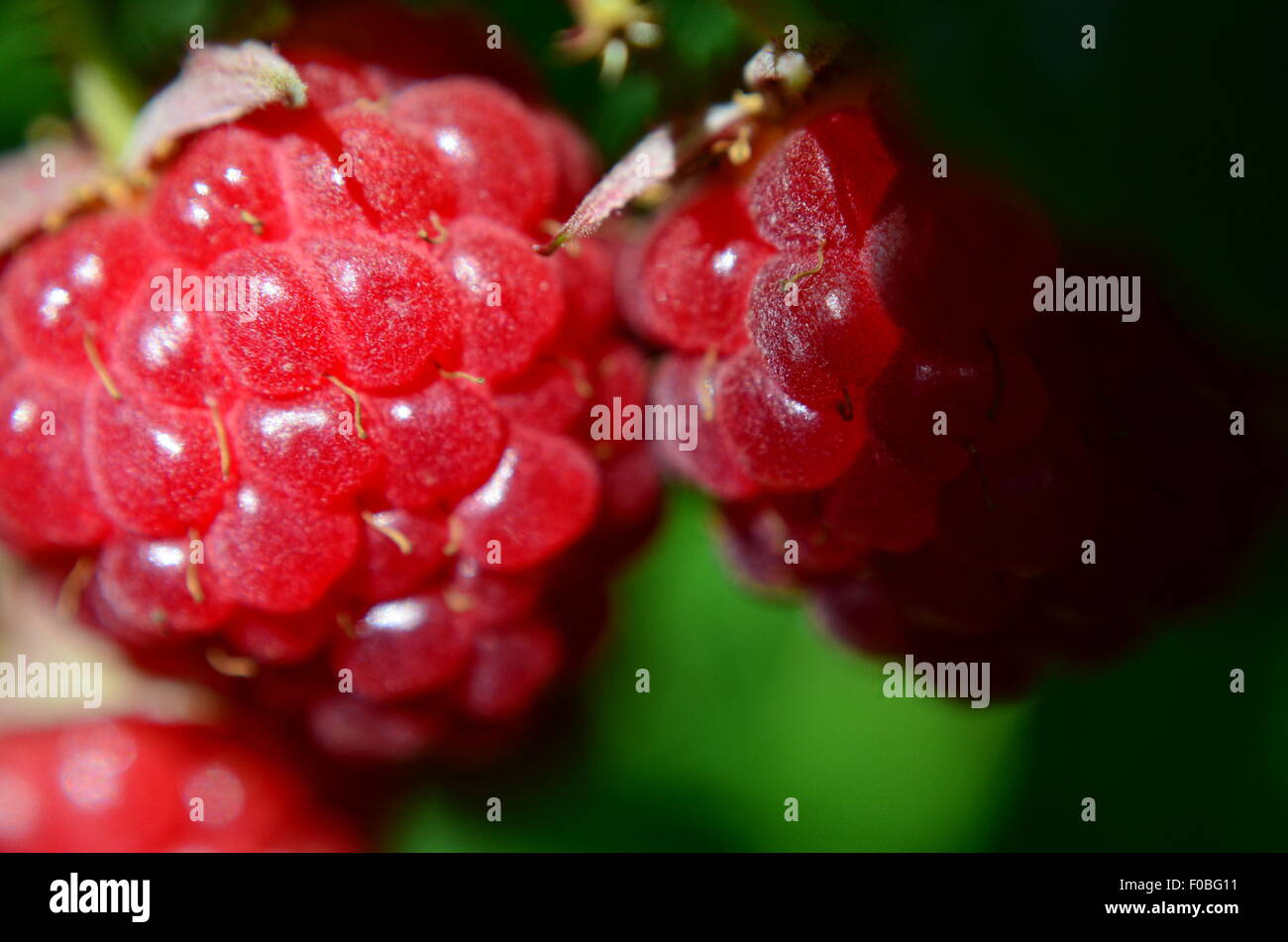 The Raspberry ripe berries, fruit, bush, red, close up Stock Photo - Alamy