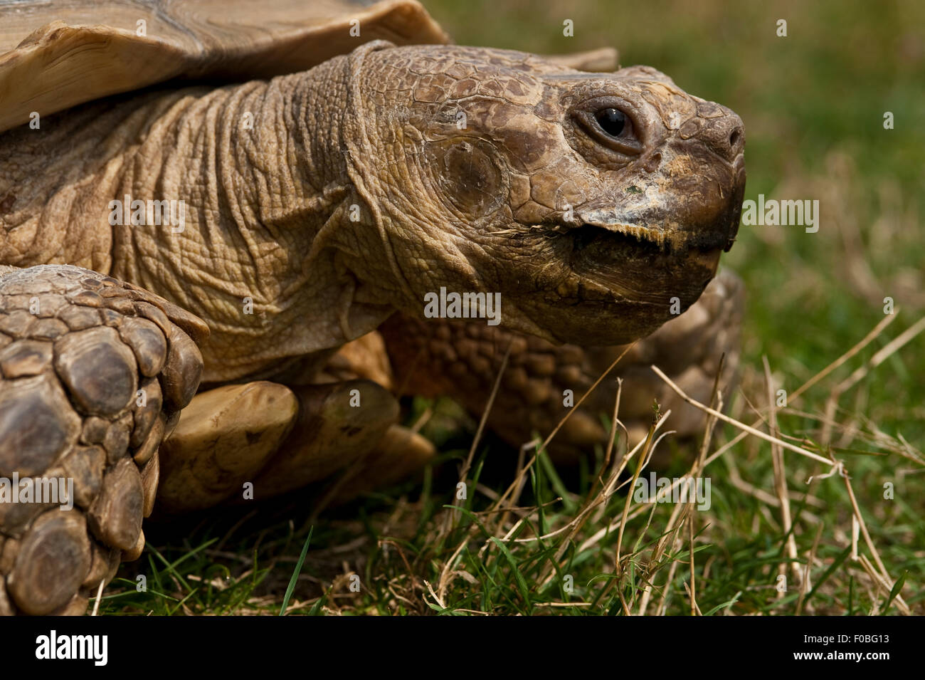 Tortoise on display hi-res stock photography and images - Alamy