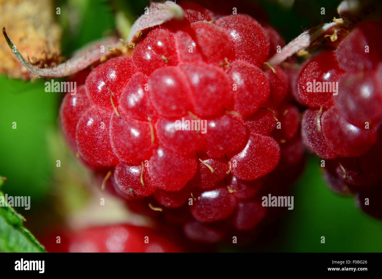 The Raspberry ripe berries, fruit, bush, red, close up Stock Photo - Alamy