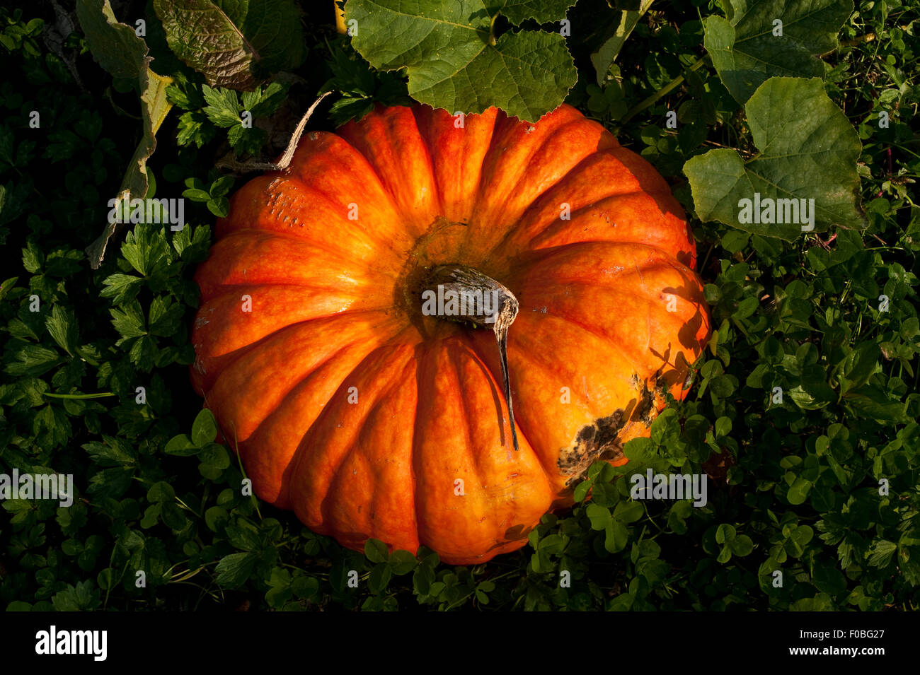 Overhead pick up hi-res stock photography and images - Alamy