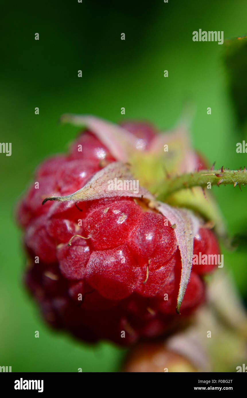The Raspberry ripe berries, fruit, bush, red, close up Stock Photo - Alamy