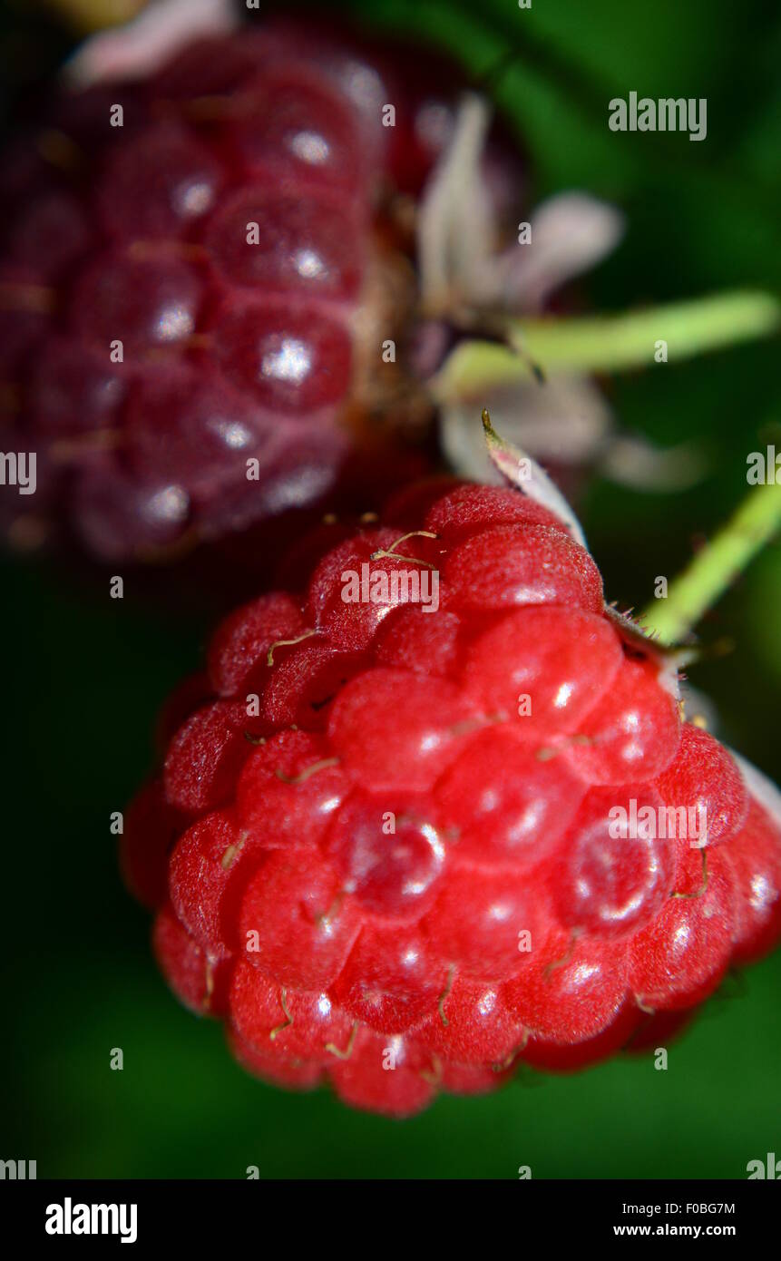 Fruit bush hi-res stock photography and images - Alamy