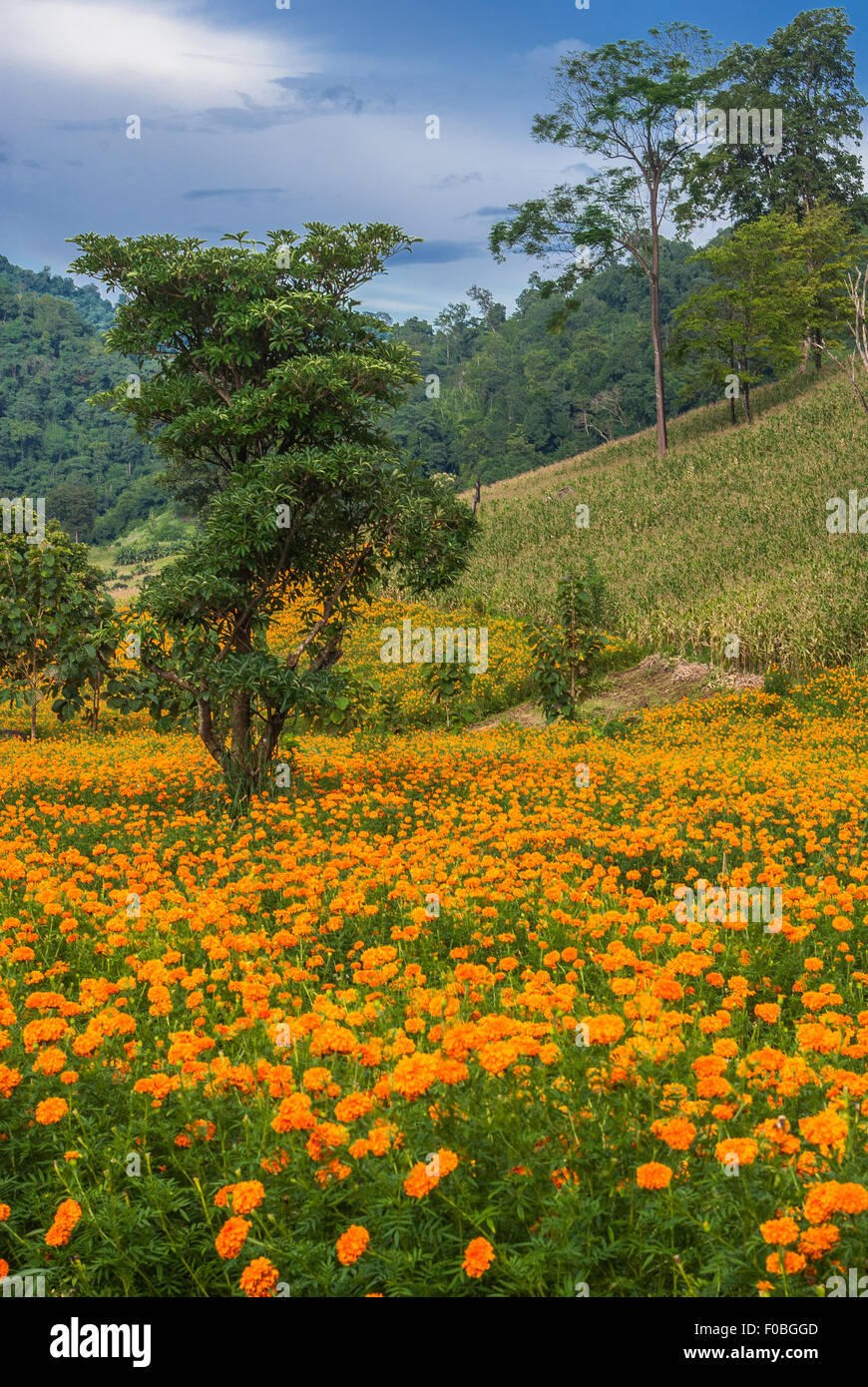 Orange flower field in Thailand Stock Photo - Alamy
