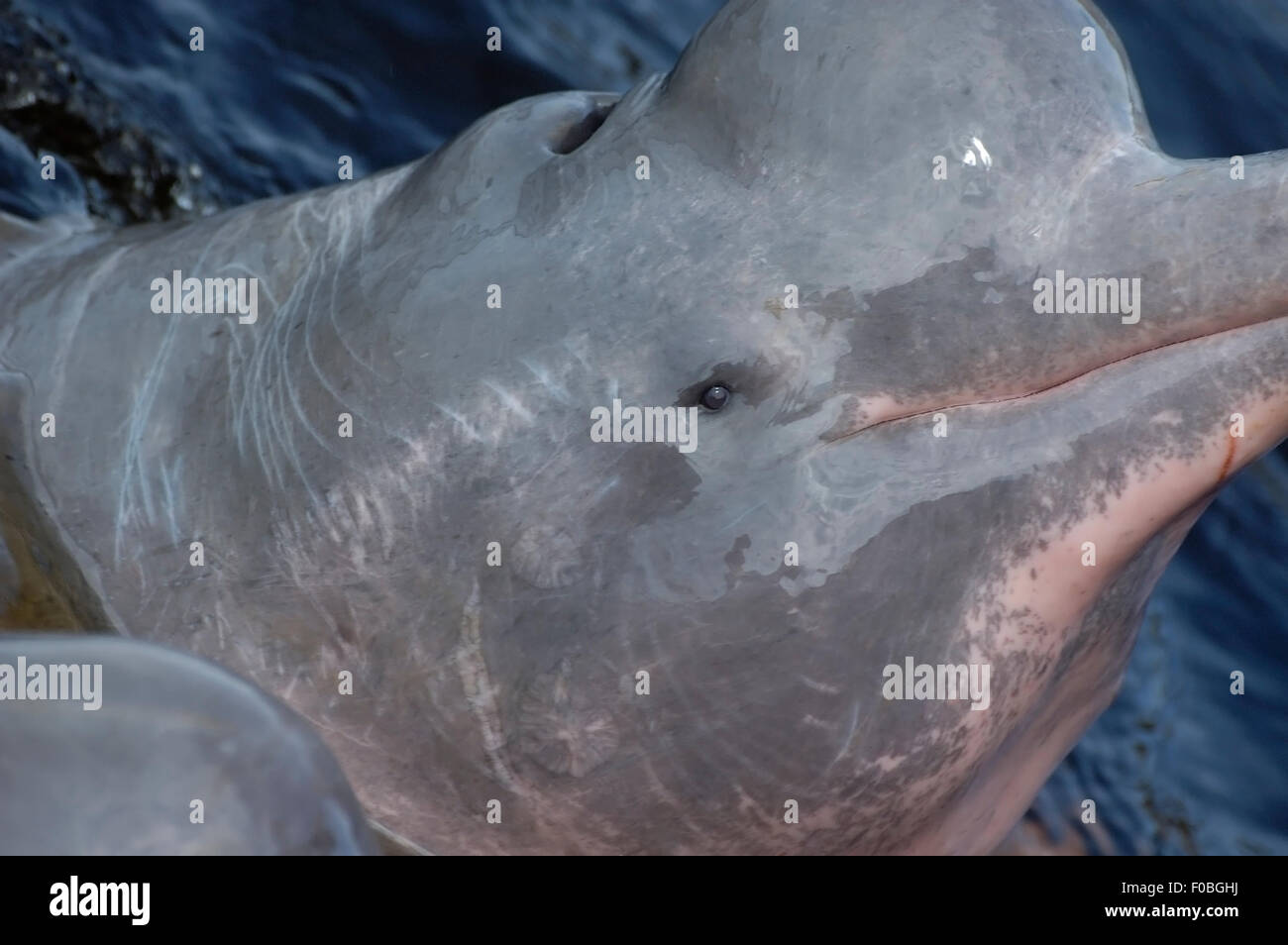CLOSE-UP VIEW OF AMAZONIAN DOLPHIN FACE Stock Photo - Alamy