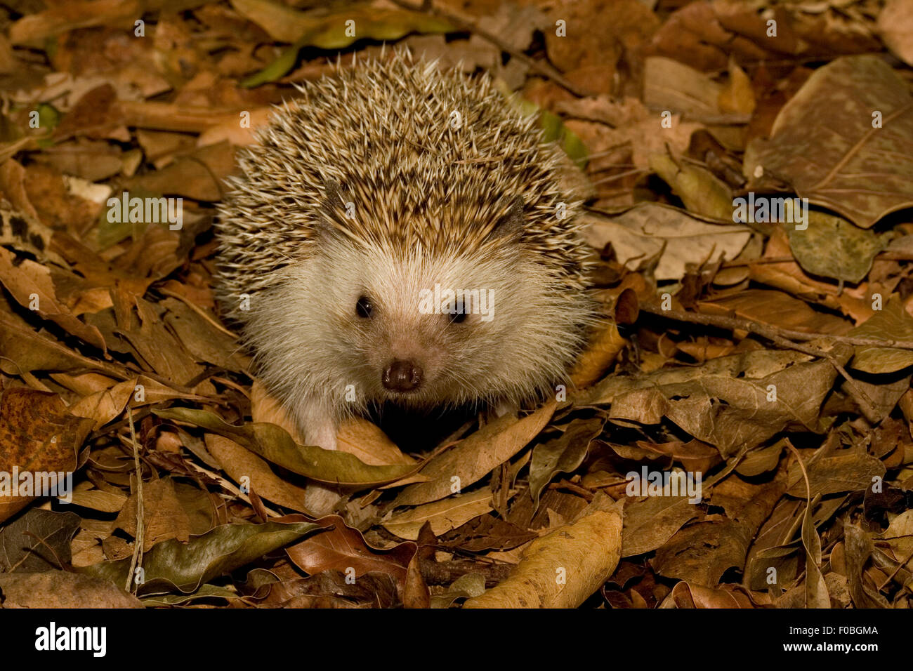 A cute Hedgehog foraging in leaf litter Stock Photo - Alamy