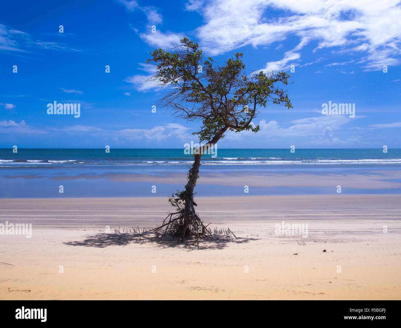 Tree in the sand beach Stock Photo - Alamy