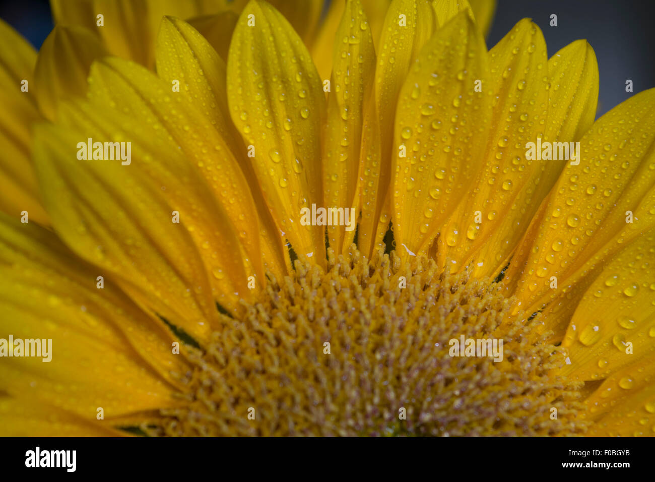 Yellow Sunflower petals with water droplets Stock Photo - Alamy