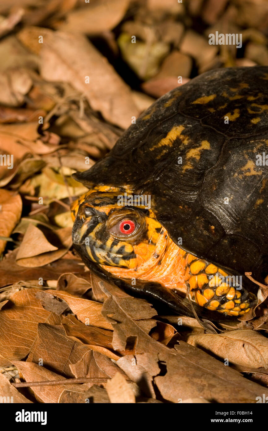 Eastern box hi-res stock photography and images - Alamy