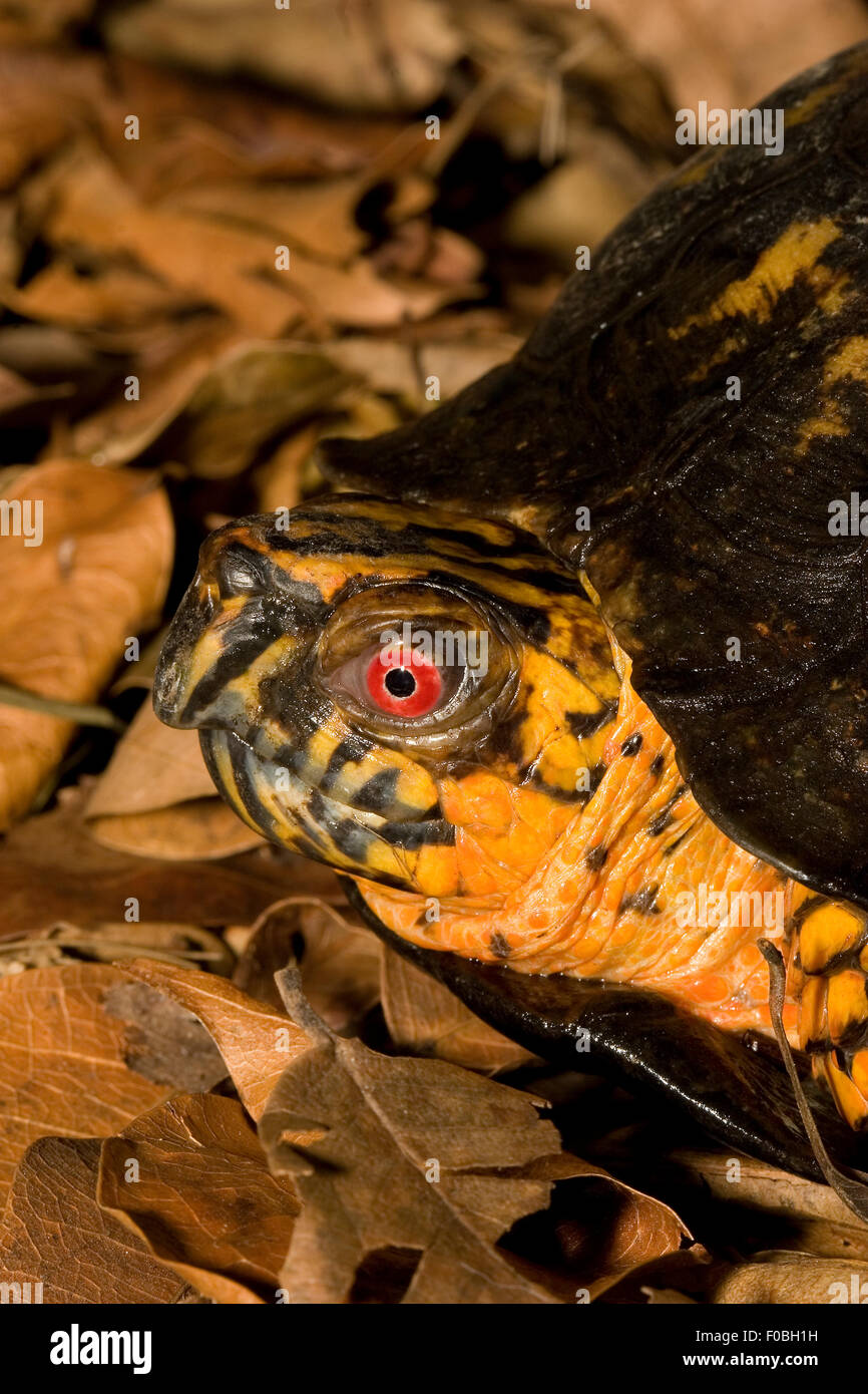 An Eastern Box Turtle peering out of its shell Stock Photo - Alamy