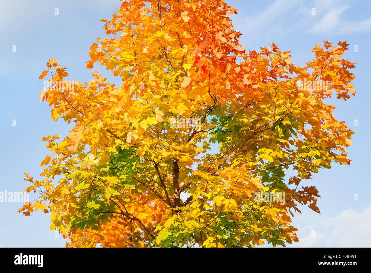 September tree colors hi-res stock photography and images - Alamy