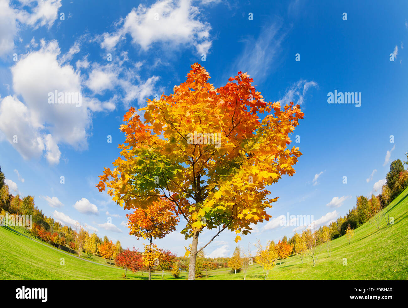 Natural color wheel maple tree at autumn Stock Photo - Alamy