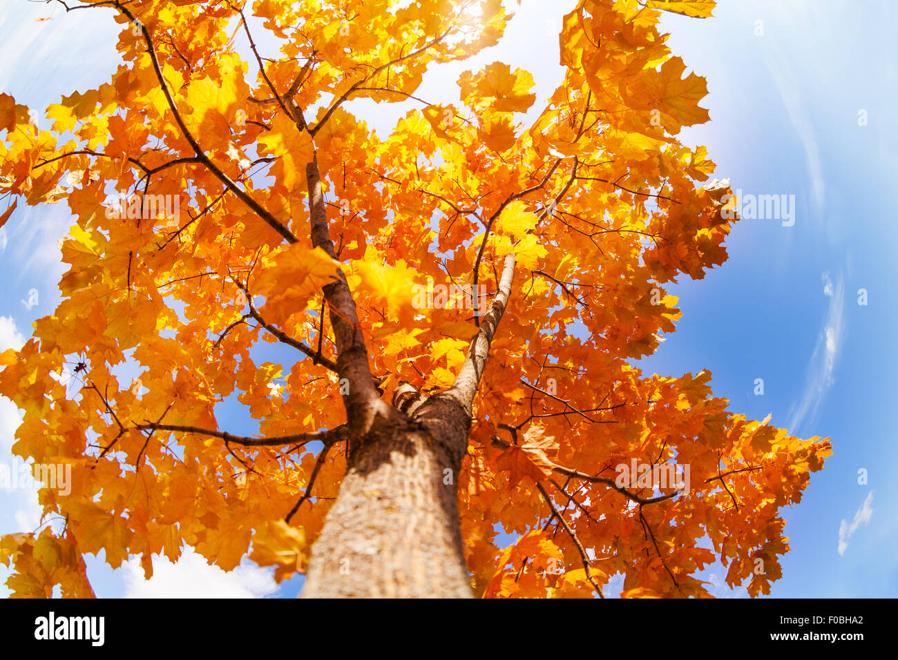 Beautiful autumn crown of maple tree Stock Photo - Alamy