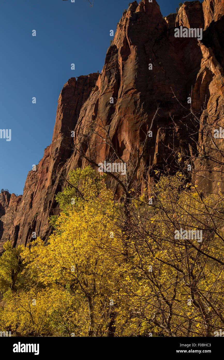 Autumn in Zion National Park Stock Photo - Alamy