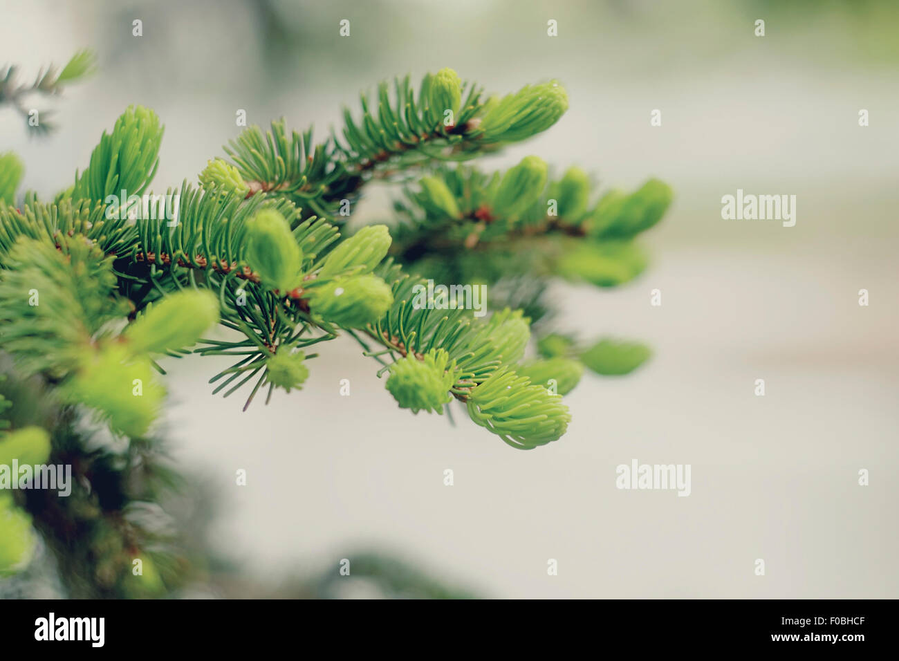 Spring evergreen pine tree branch Stock Photo - Alamy