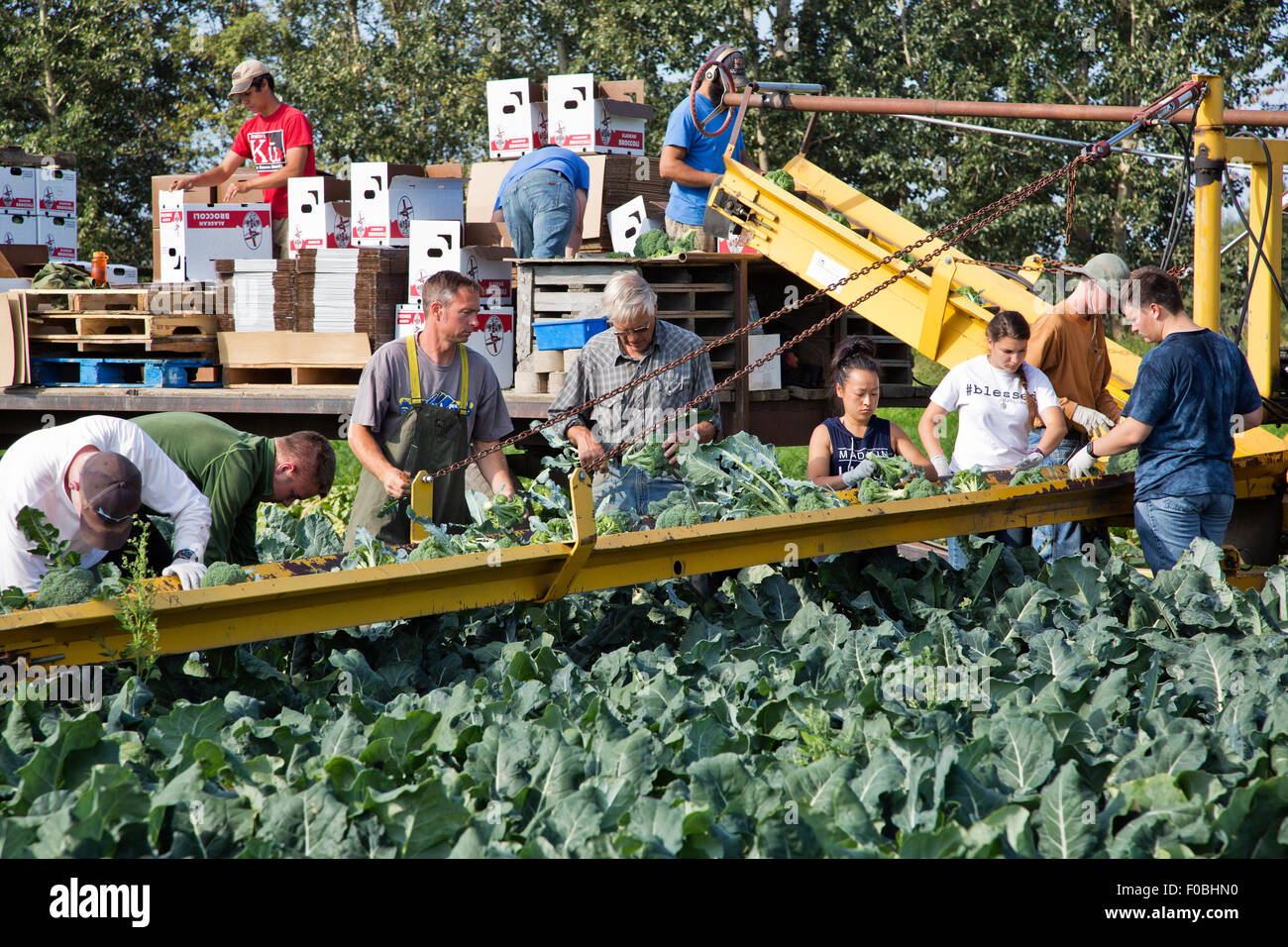 Farmer with crew harvesting broccoli crowns, packing & stacking boxes ...