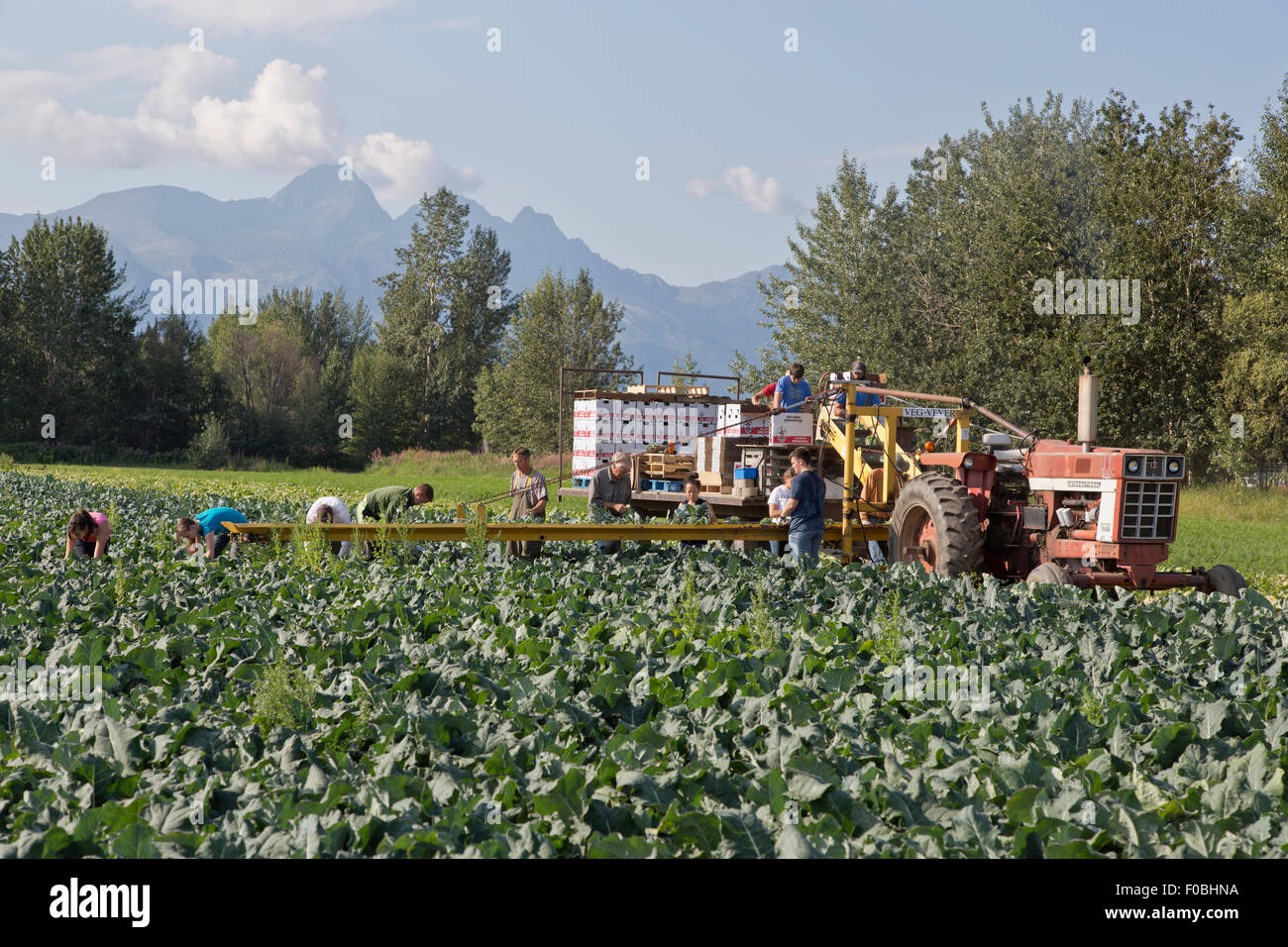 Crew (young women & men) harvesting broccoli crowns, packing & stacking ...