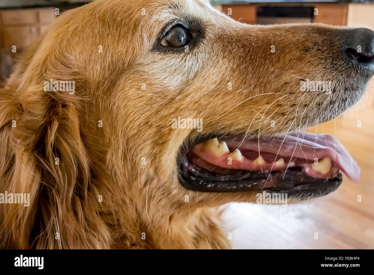 Golden teeth hi-res stock photography and images - Alamy