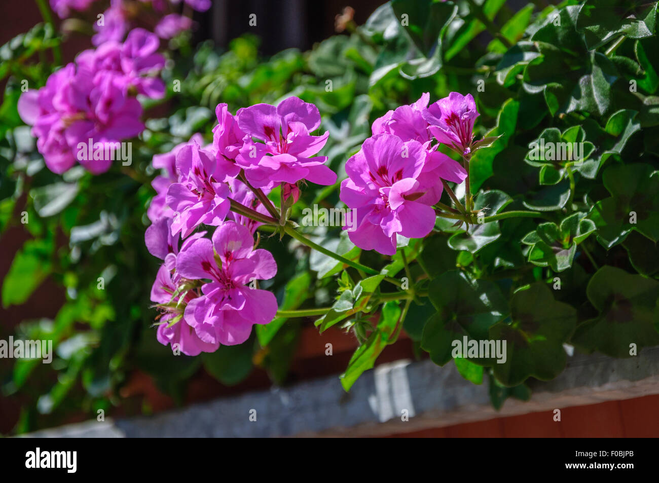 Purple beautiful flower Pelargonium of Geranium family Stock Photo - Alamy