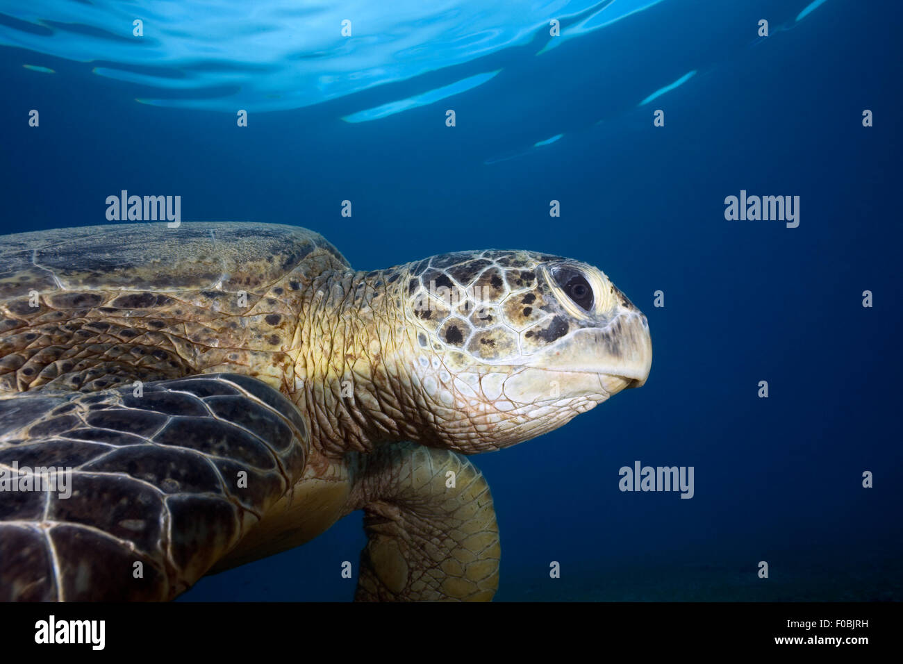 Close up face green sea turtle hi-res stock photography and images - Alamy