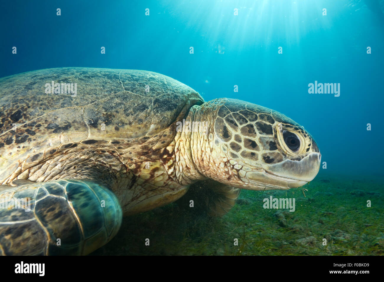Close up face green sea turtle hi-res stock photography and images - Alamy