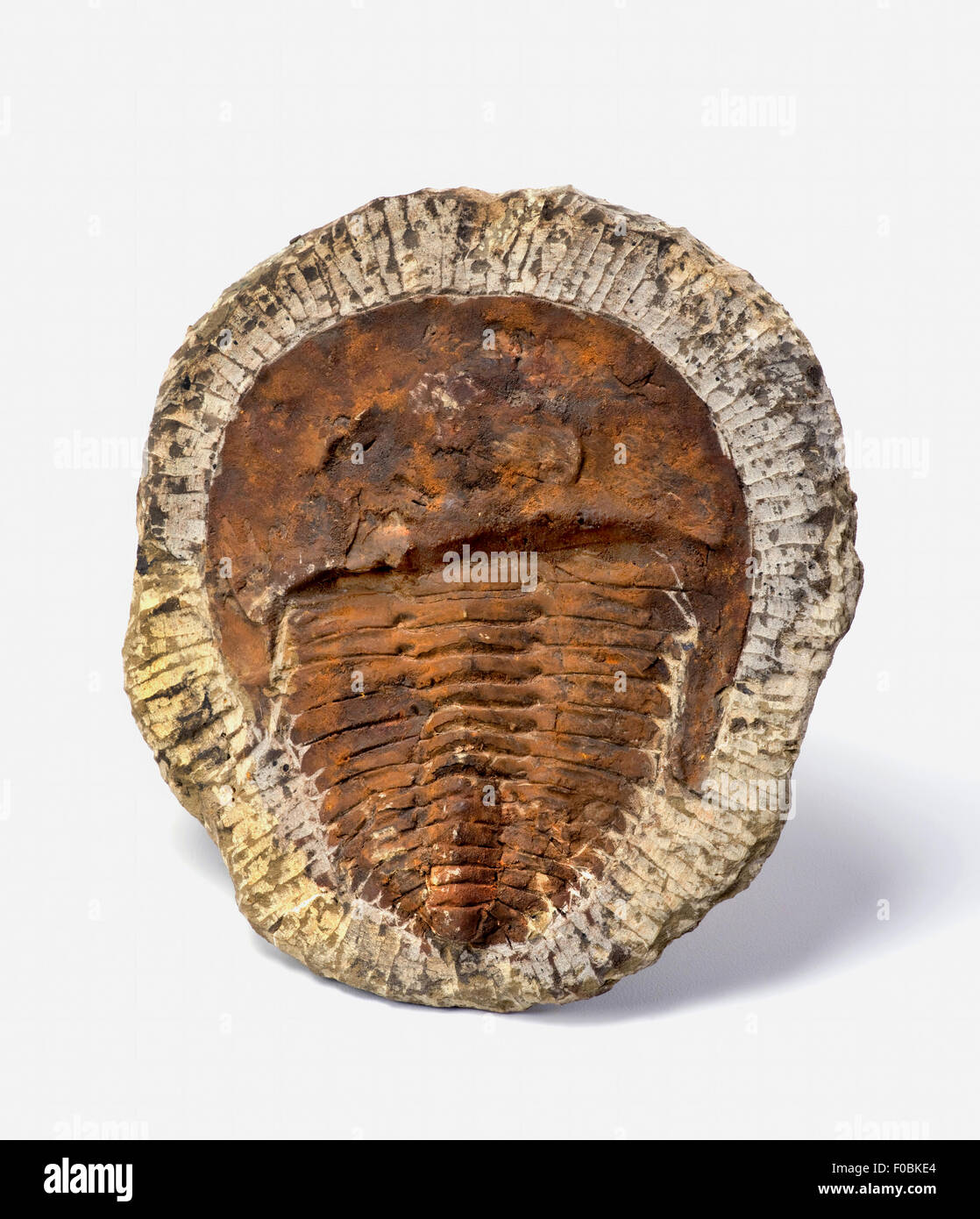 500 million years old Cambrian period Trilobite from Morocco Stock ...