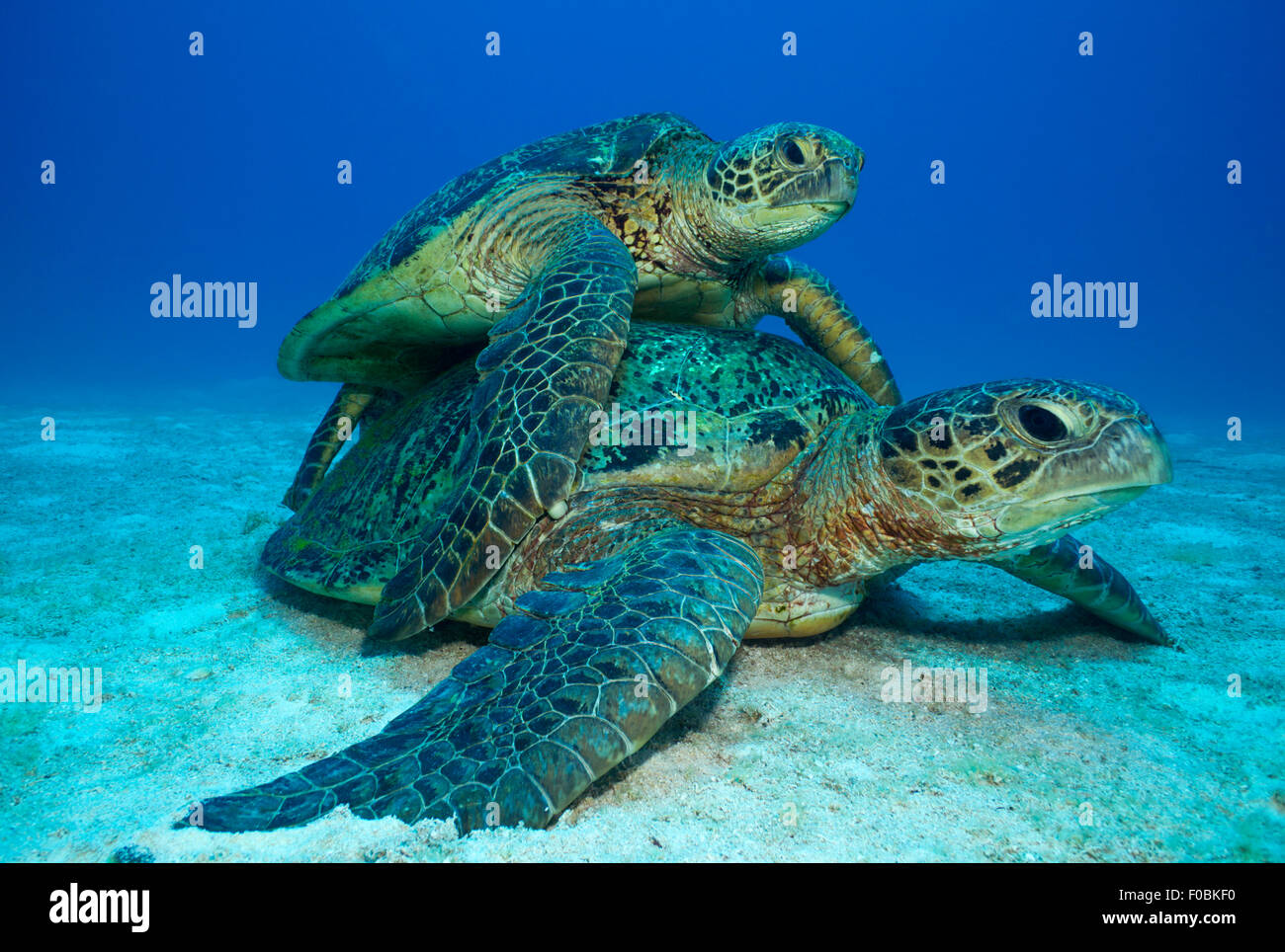 COUPLE OF GREEN SEA TURTLE DURING MATTING Stock Photo - Alamy