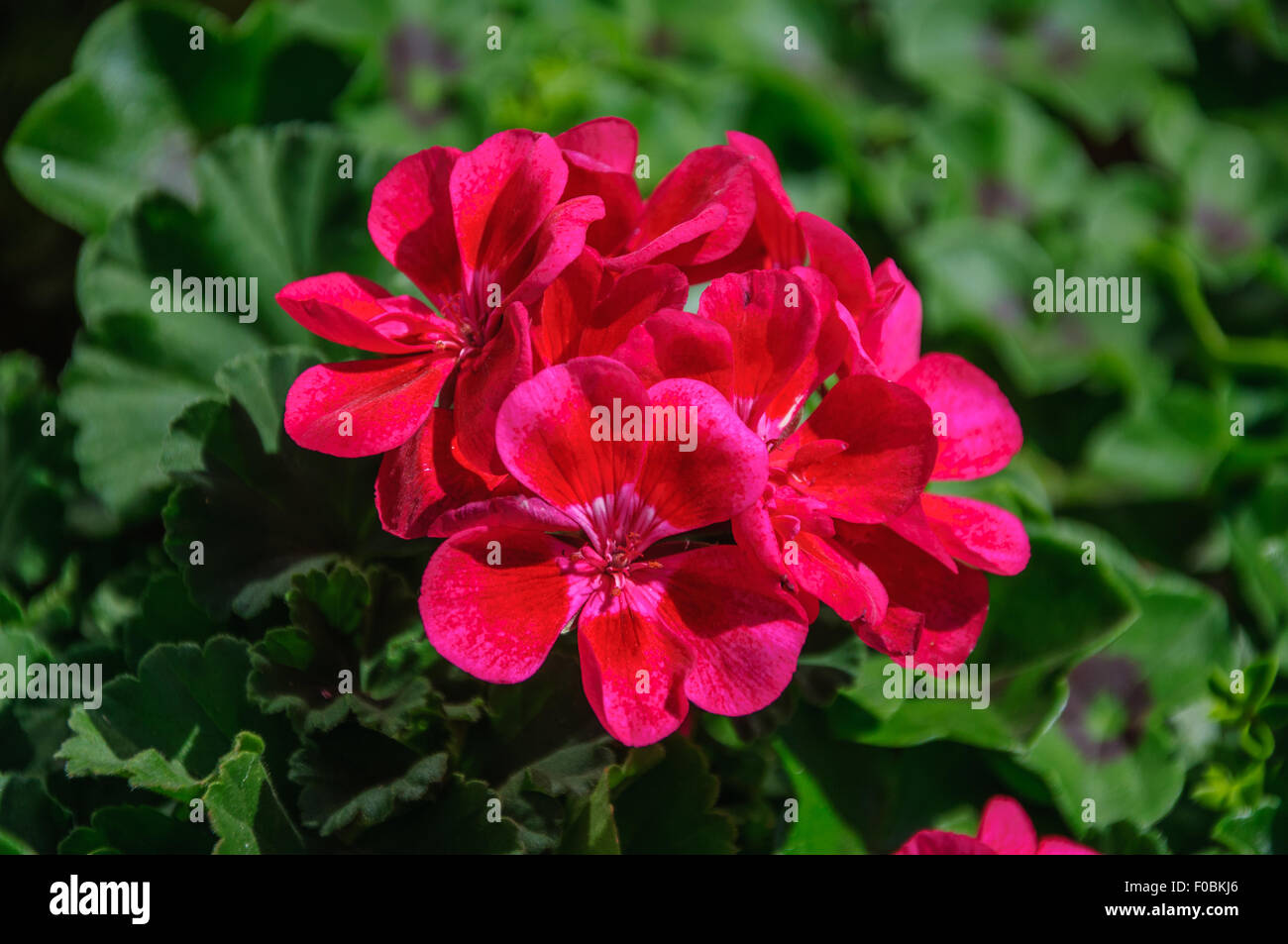 Royal white geranium hi-res stock photography and images - Alamy