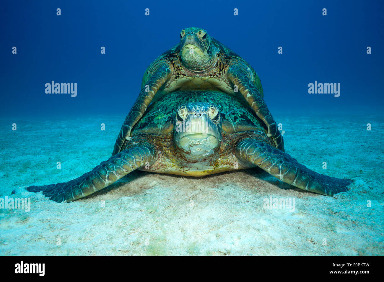 FACE OF GREN SEA TURTLE COUPLE DURING MATTING Stock Photo - Alamy