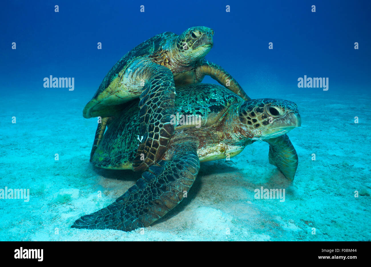 FACE VIEW OF GREEN SEA TURTLE COUPLE DURING MATTING Stock Photo - Alamy