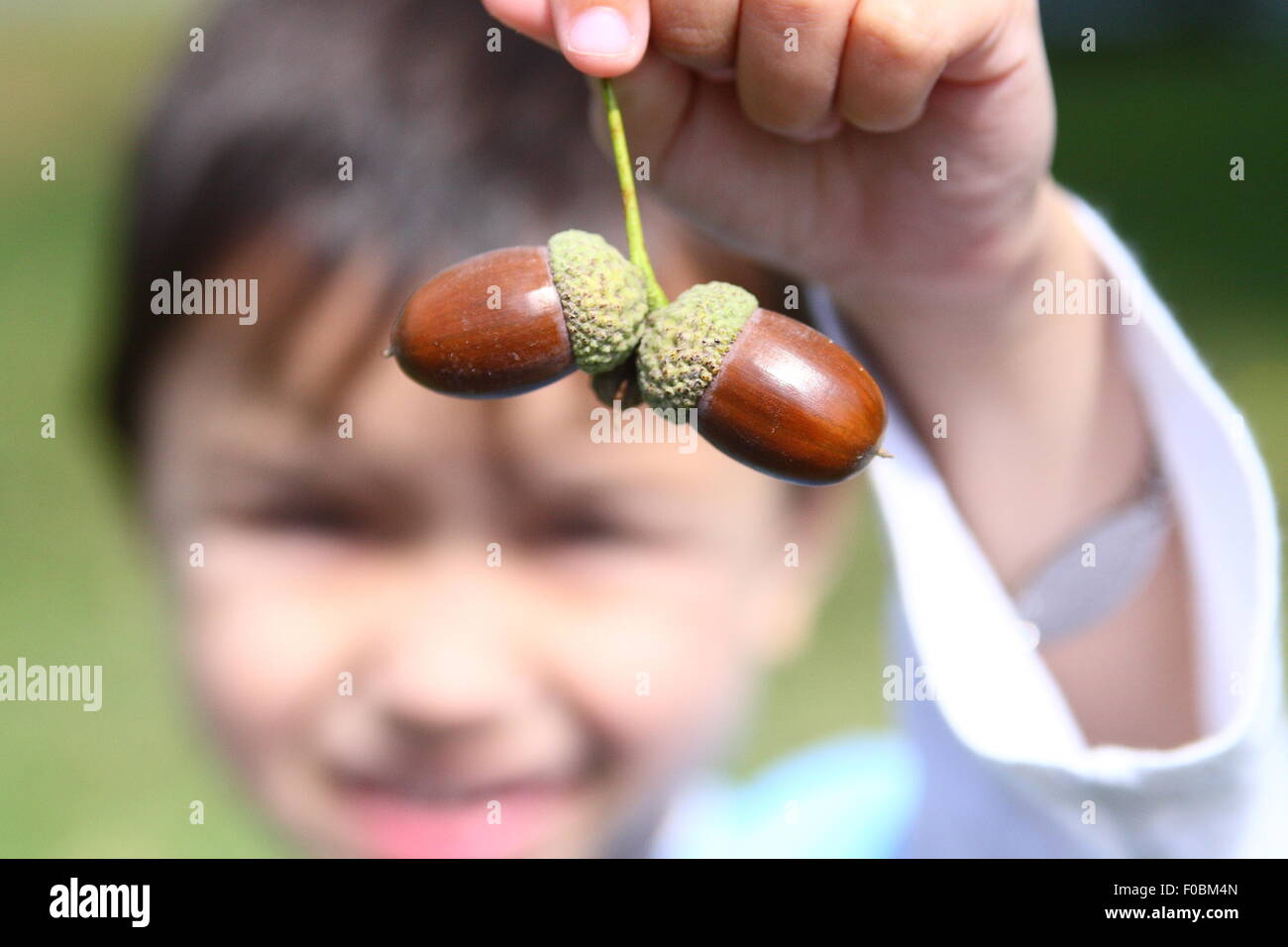 A child holding acorn seeds Stock Photo - Alamy