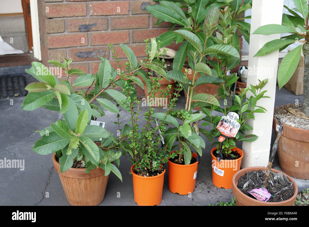 Growing guava in a pot Stock Photo - Alamy