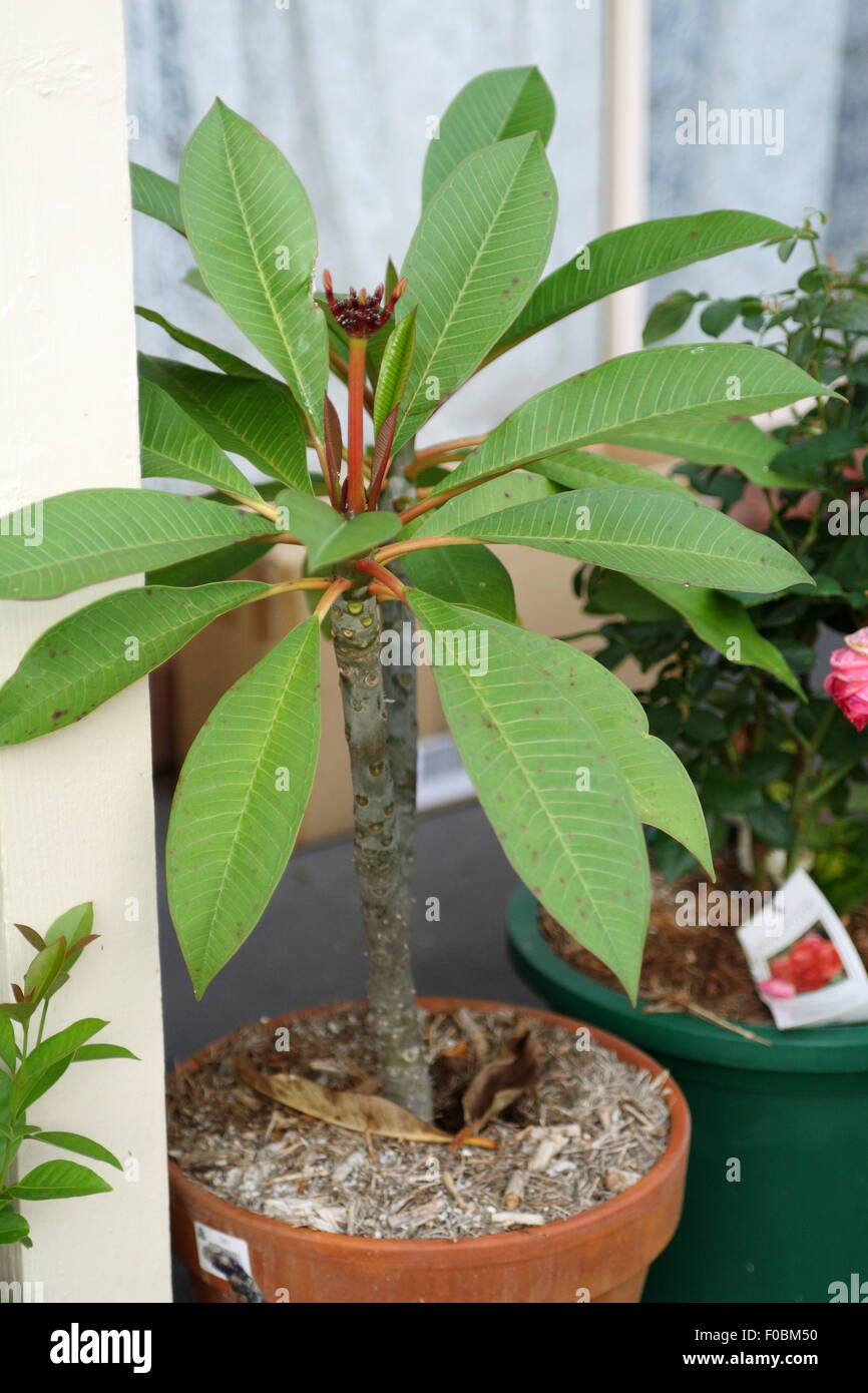 Growing Frangipani or also known as Plumeria in a pot Stock Photo - Alamy