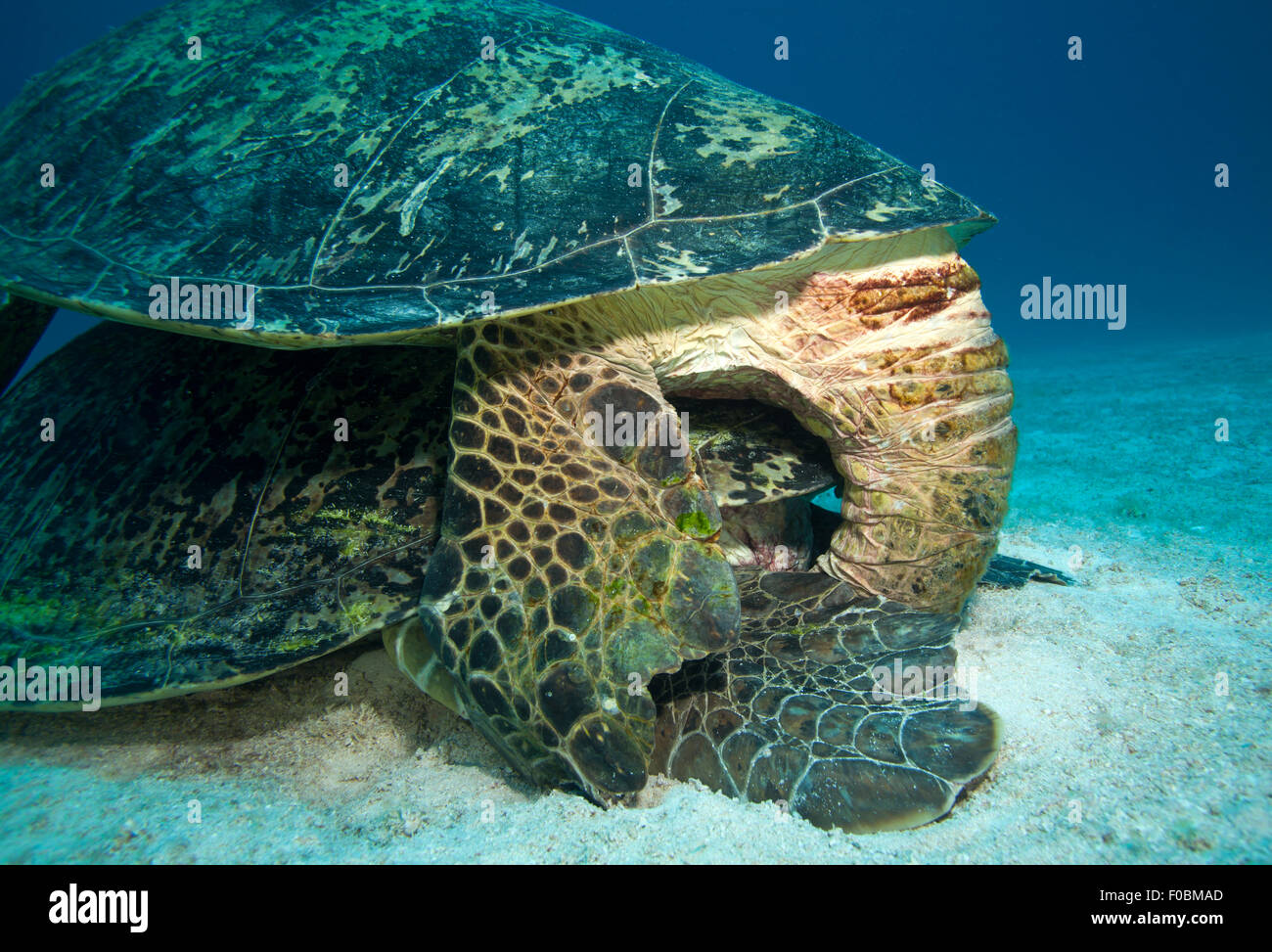 CLOSE-UP VIEW OF COUPLE OF GREEN SEA TURTLE DURING MATTING Stock Photo ...