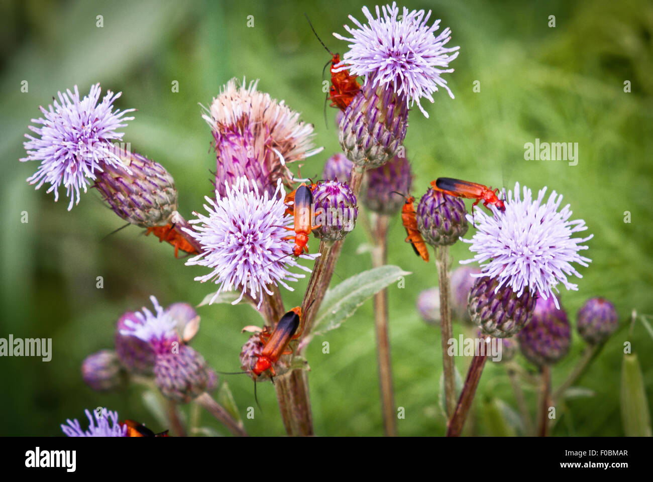 A couple of insect on flowers Stock Photo - Alamy