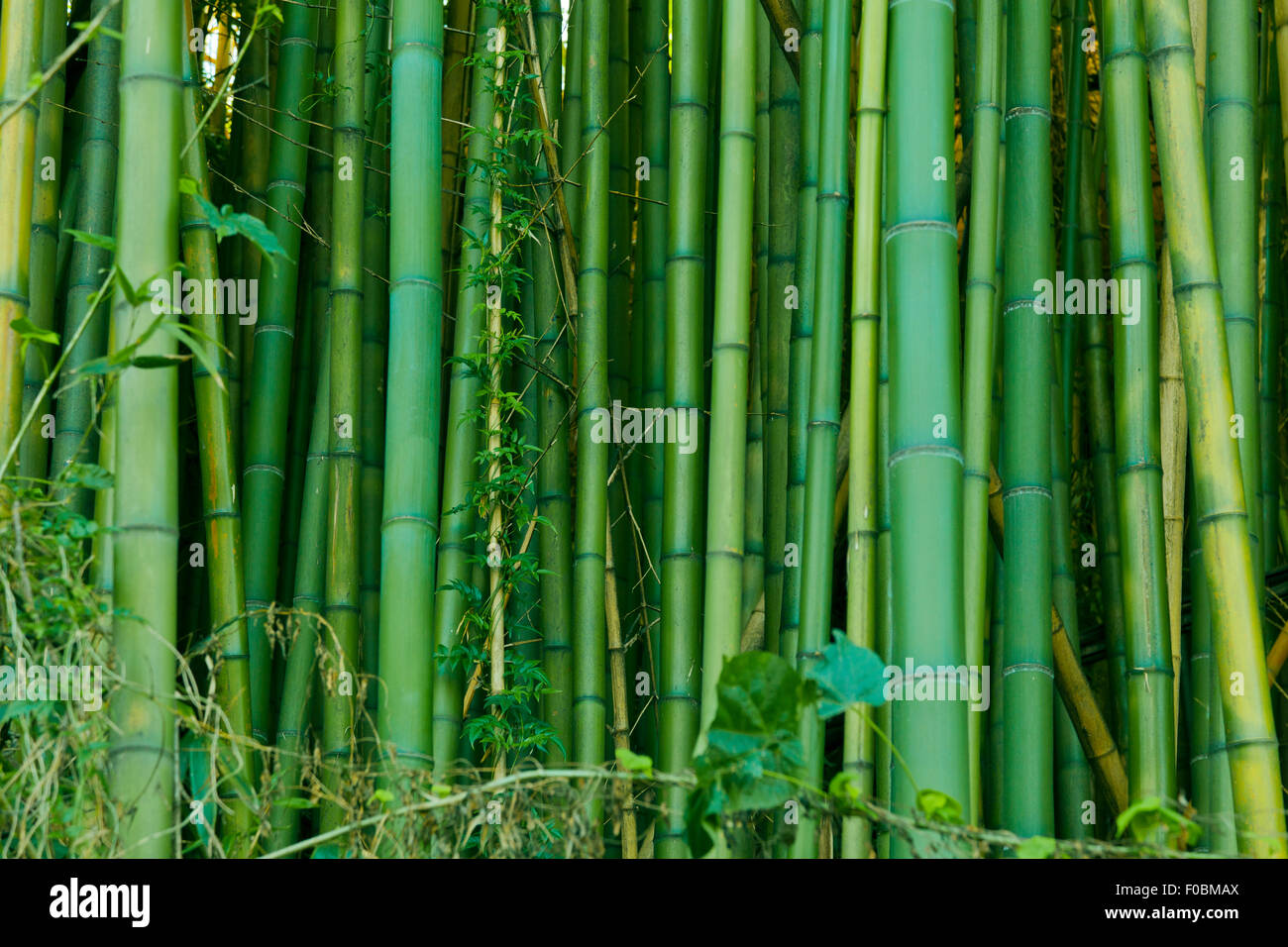 Lush green bamboo nature background Stock Photo - Alamy